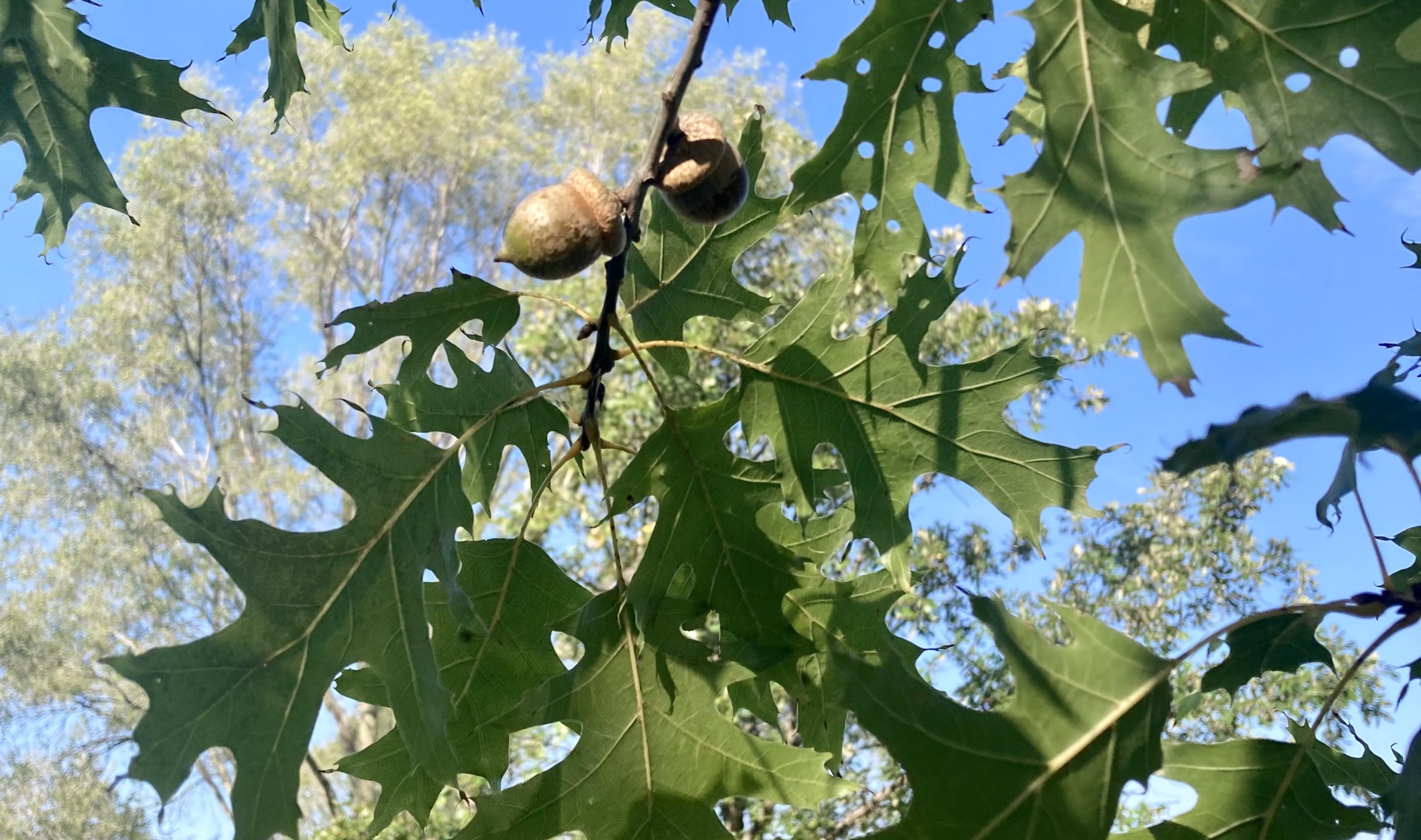 Acorns, Oaks, and the Power of Noticing: Reclaiming Potential in Life’s ...